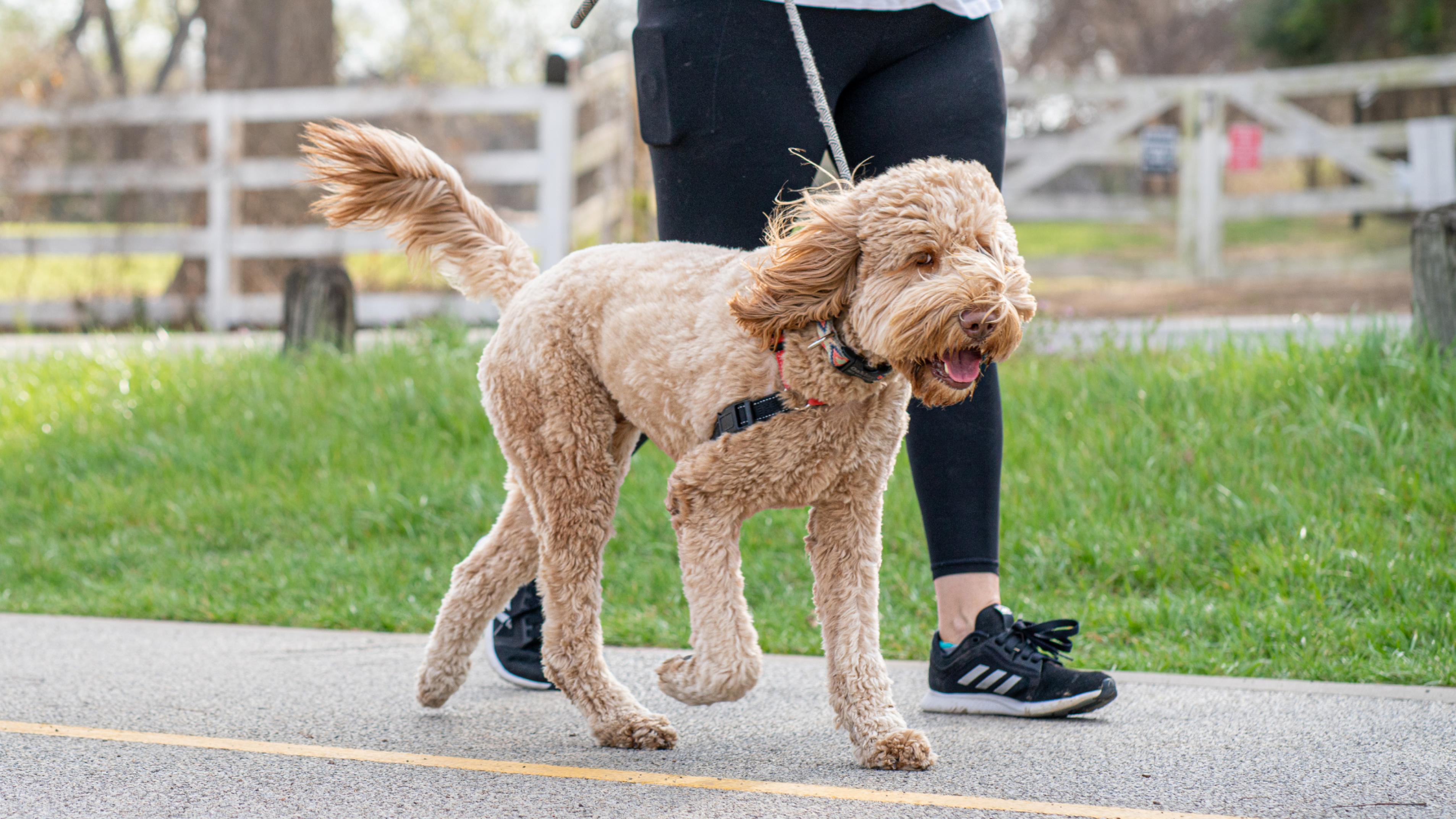 How to Teach a Dog to Walk on Your Right or Left | Bark&Spark - Bark&Spark