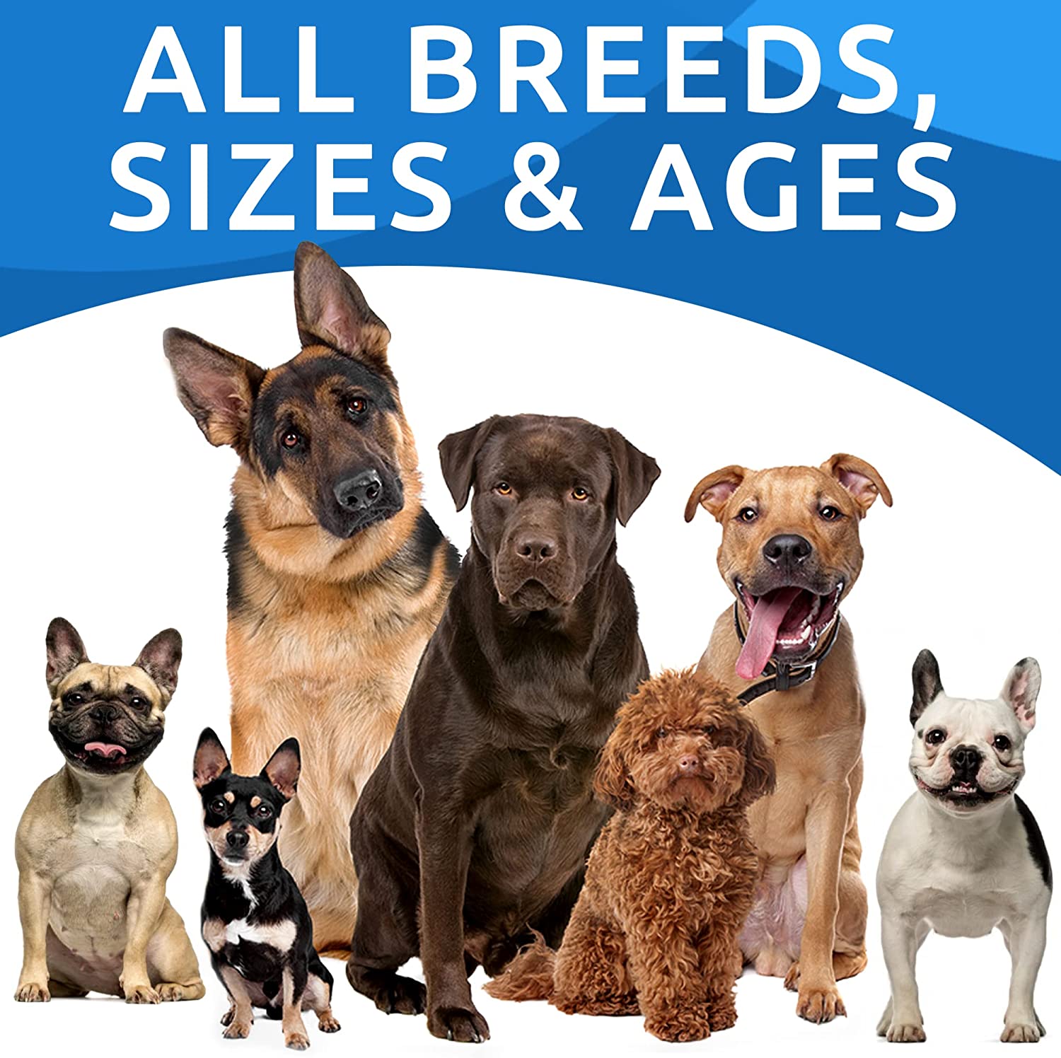 Pumpkin Powder for Dog - Bark&Spark